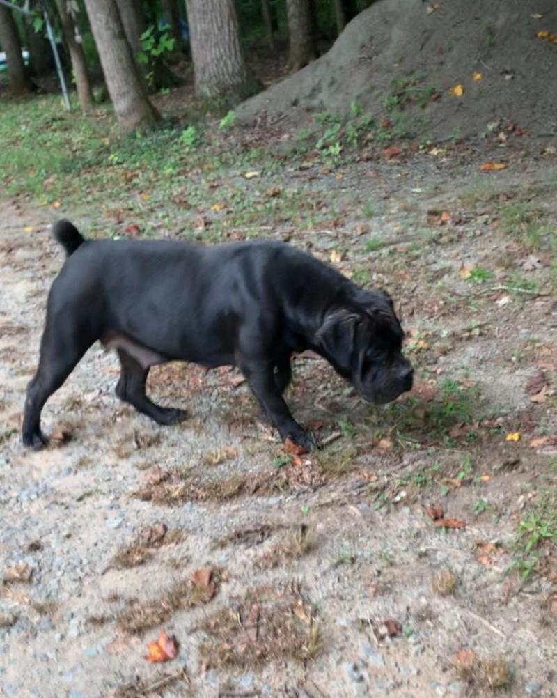 Allen's Virginia Boerboels and Miniature Boerboels - Allen's Virginia Lily