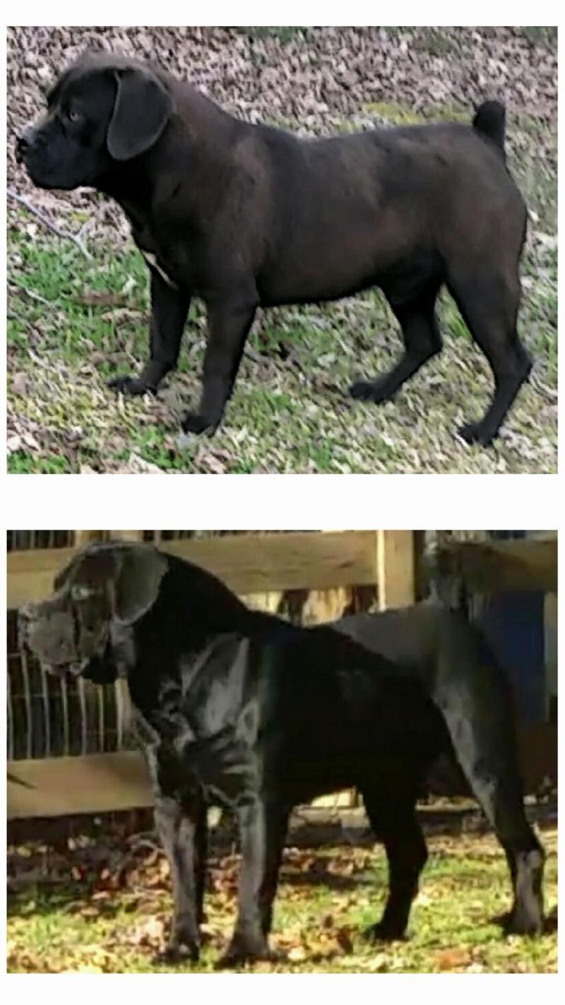 Allen's Virginia Boerboels and Miniature Boerboels - Miniature compared ...