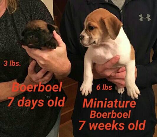 Allen's Virginia Boerboels and Miniature Boerboels - Miniature compared ...