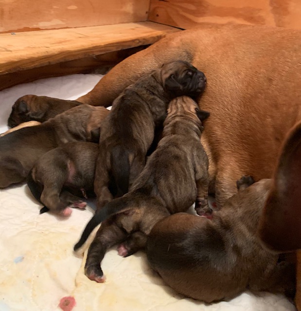 Allen's Virginia Boerboels and Miniature Boerboels - Available and ...